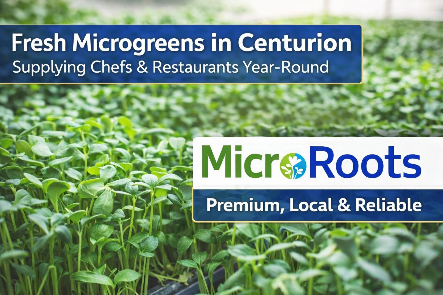 Fresh Microgreens in Centurion - Microroots Quality & Flavor